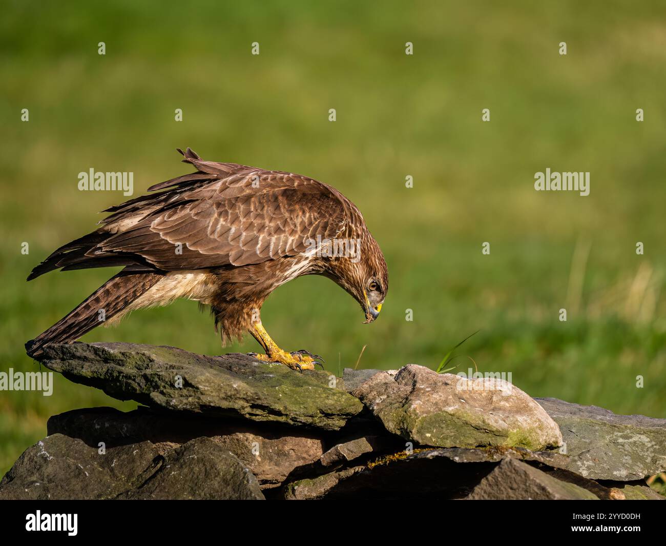 Common buzzard in late autumn in mid Wales Stock Photo - Alamy