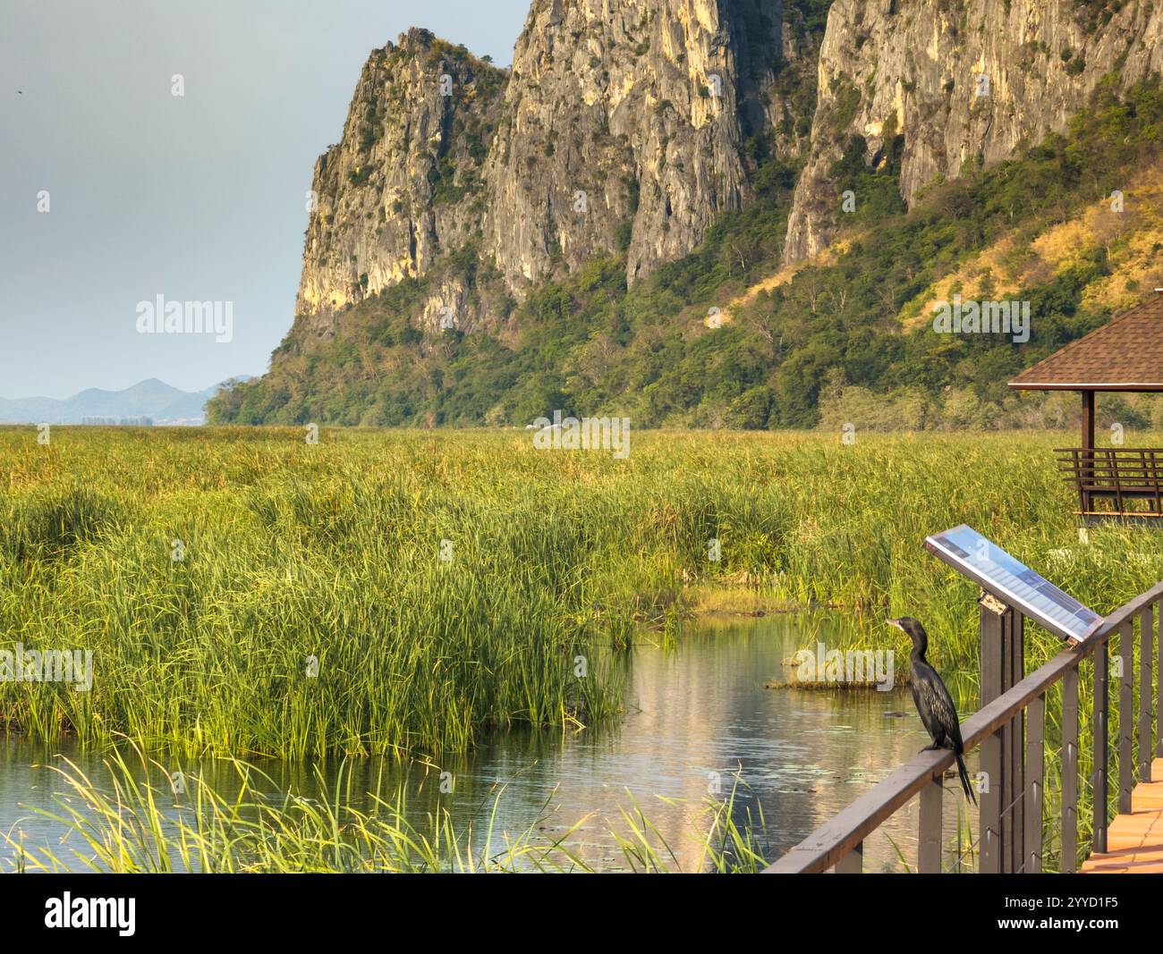 A wild bird perches,along a beautiful peaceful nature walk,across ...