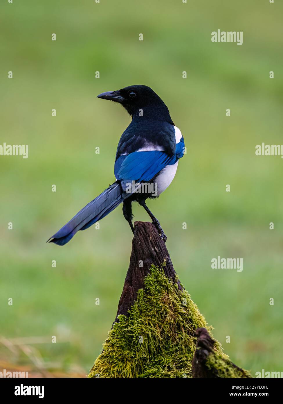 Magpie uk autumn hi-res stock photography and images - Alamy