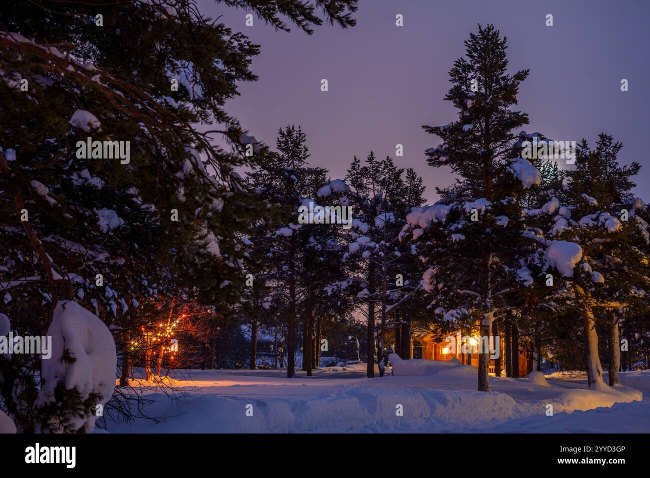 Finnish Lapland in winter. Lots of snow in the night forest. Lighting ...