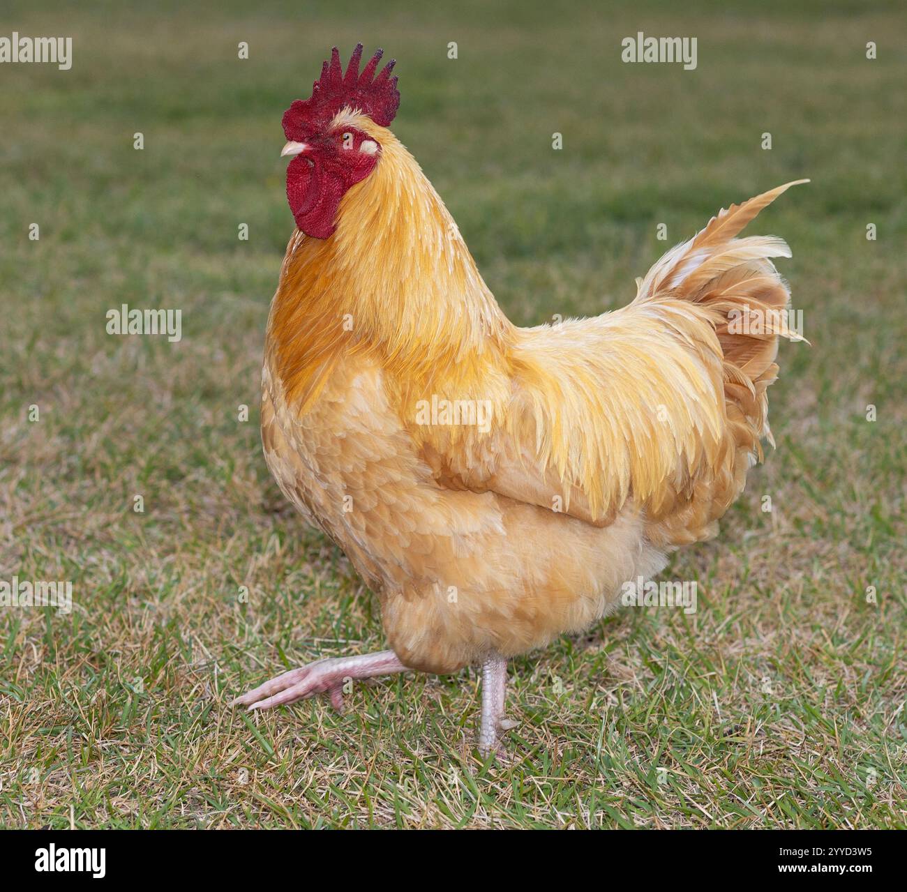 Gold colored buff Orpington chicken rooster that free ranges strutting ...