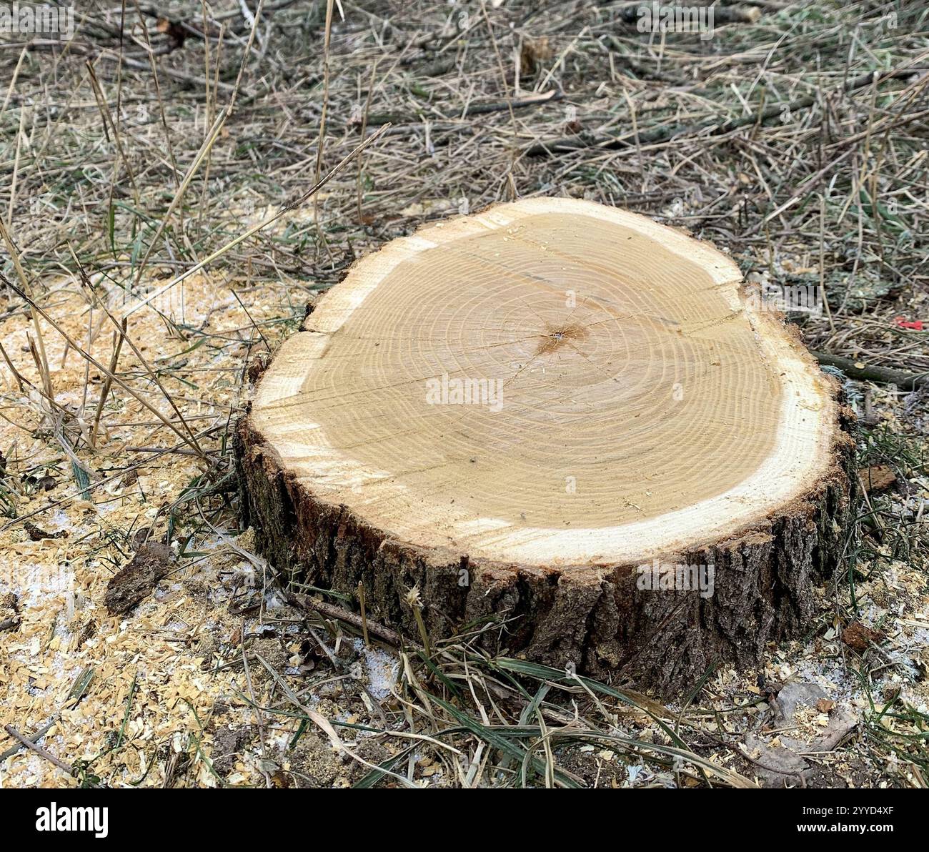 Tree cross section oak hi-res stock photography and images - Alamy