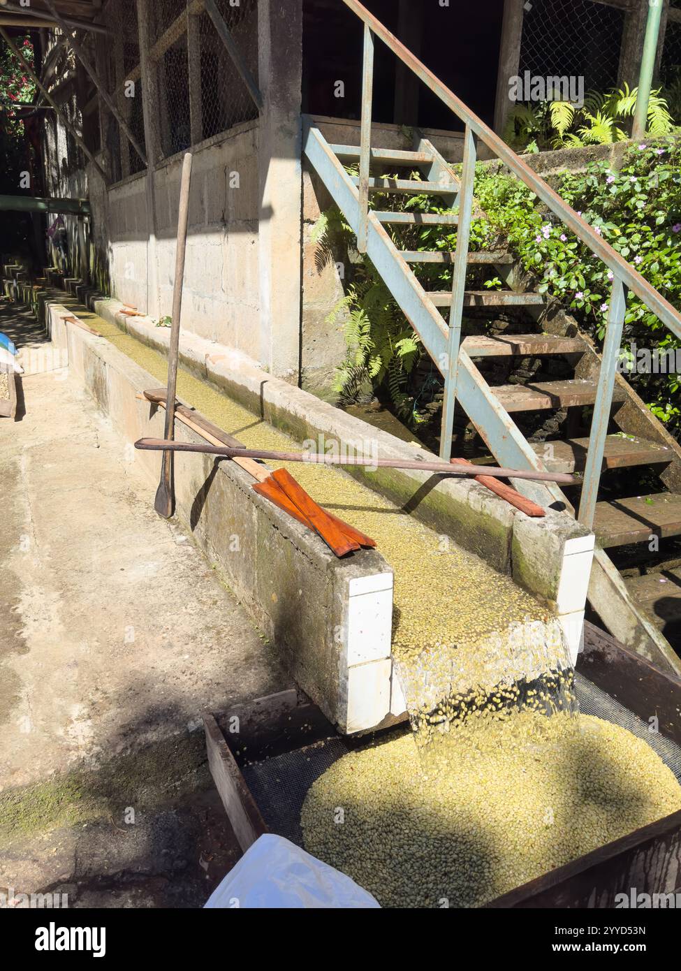 Sorting line of washed wet coffee beans in agriculture farm Stock Photo ...