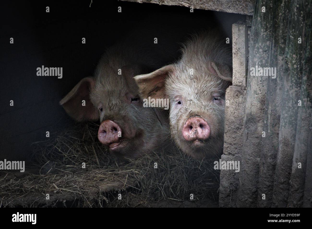 Dirty domestic pigs aka Sus domesticus in the pigsty. Small farm in ...