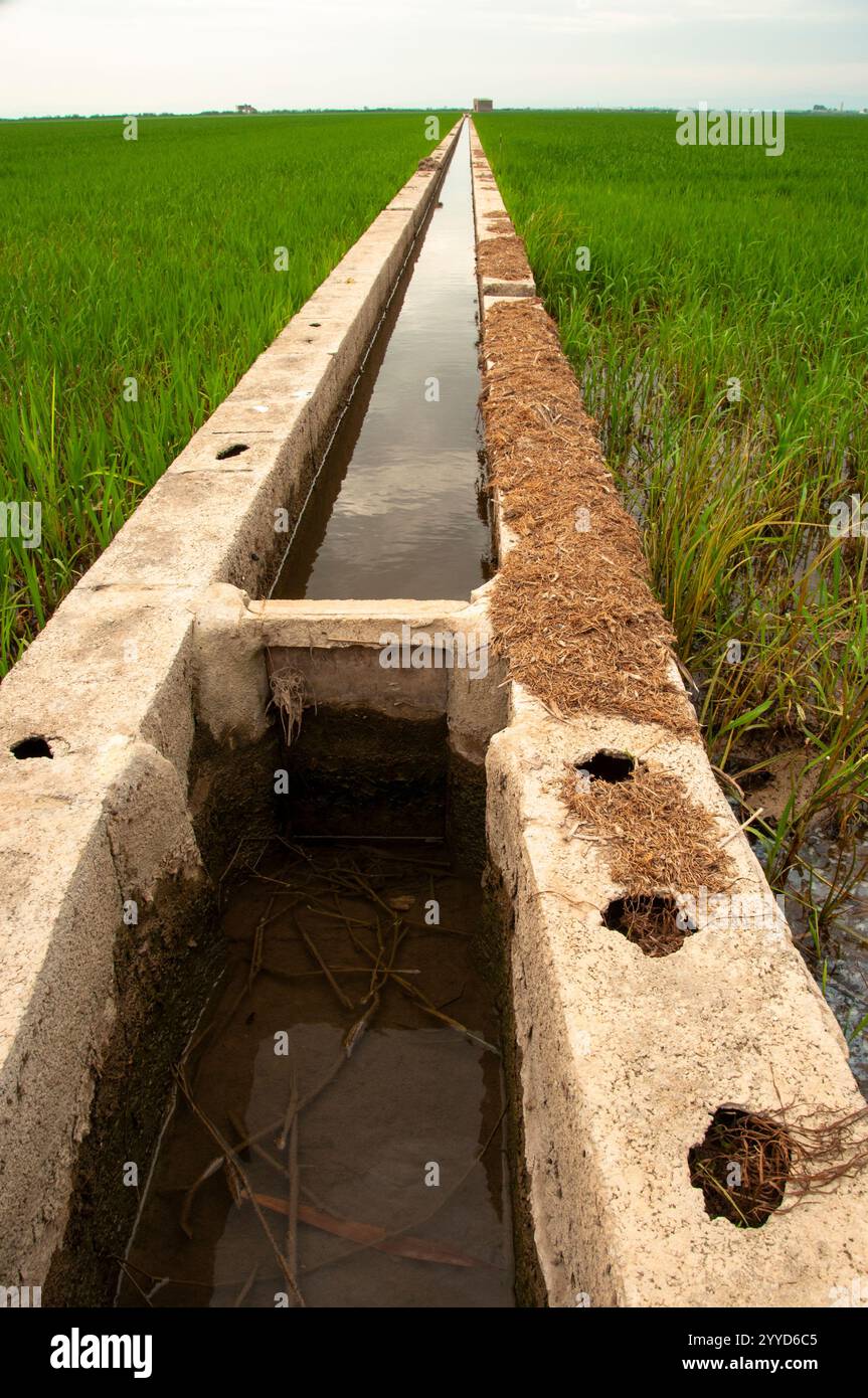 Rice lands in Valencia's Albufera. Valencia. Spain. Europe Stock Photo ...