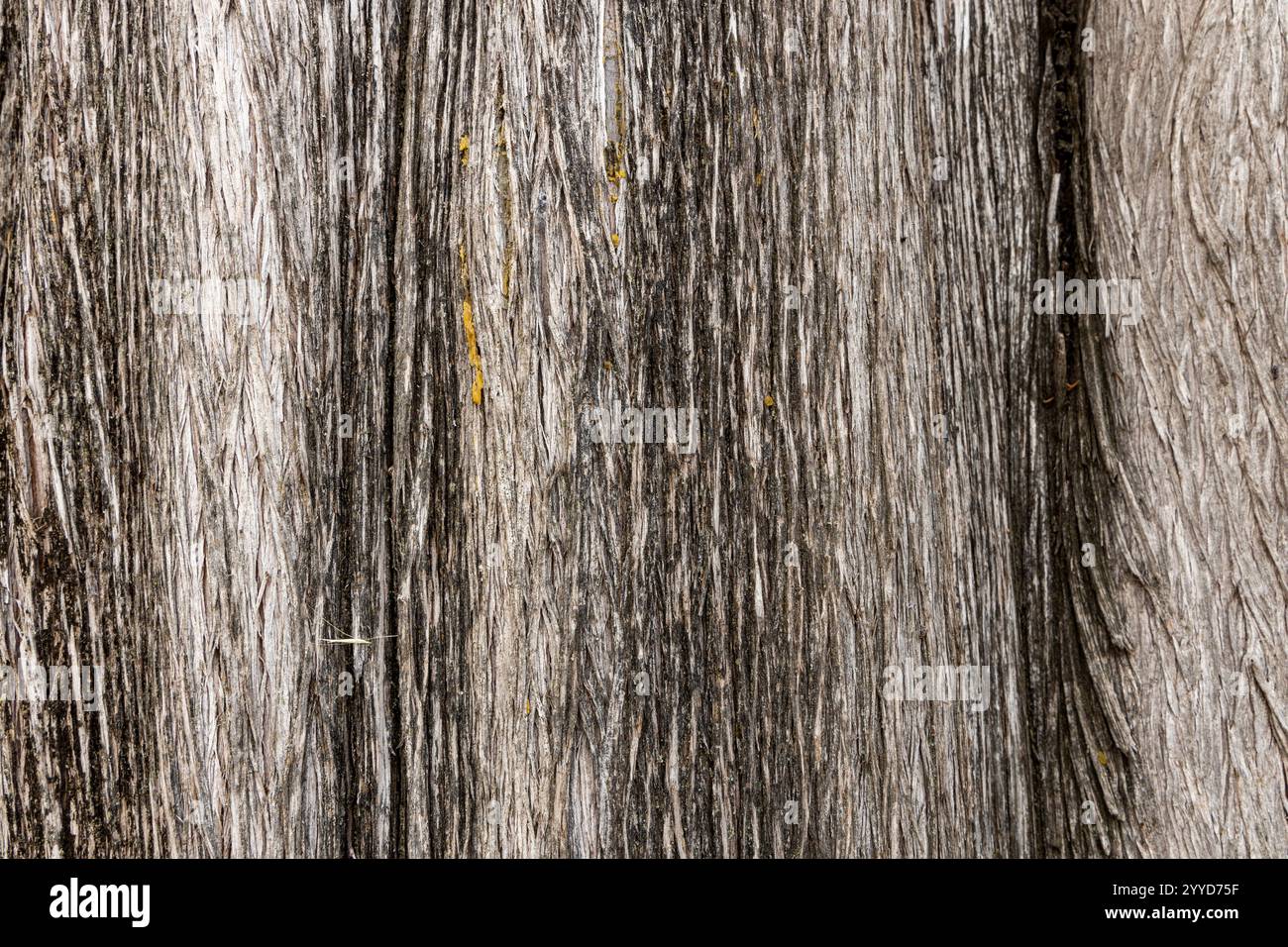 Olive tree bark pinaster trunk symbol. Texture made of olive tree bark ...