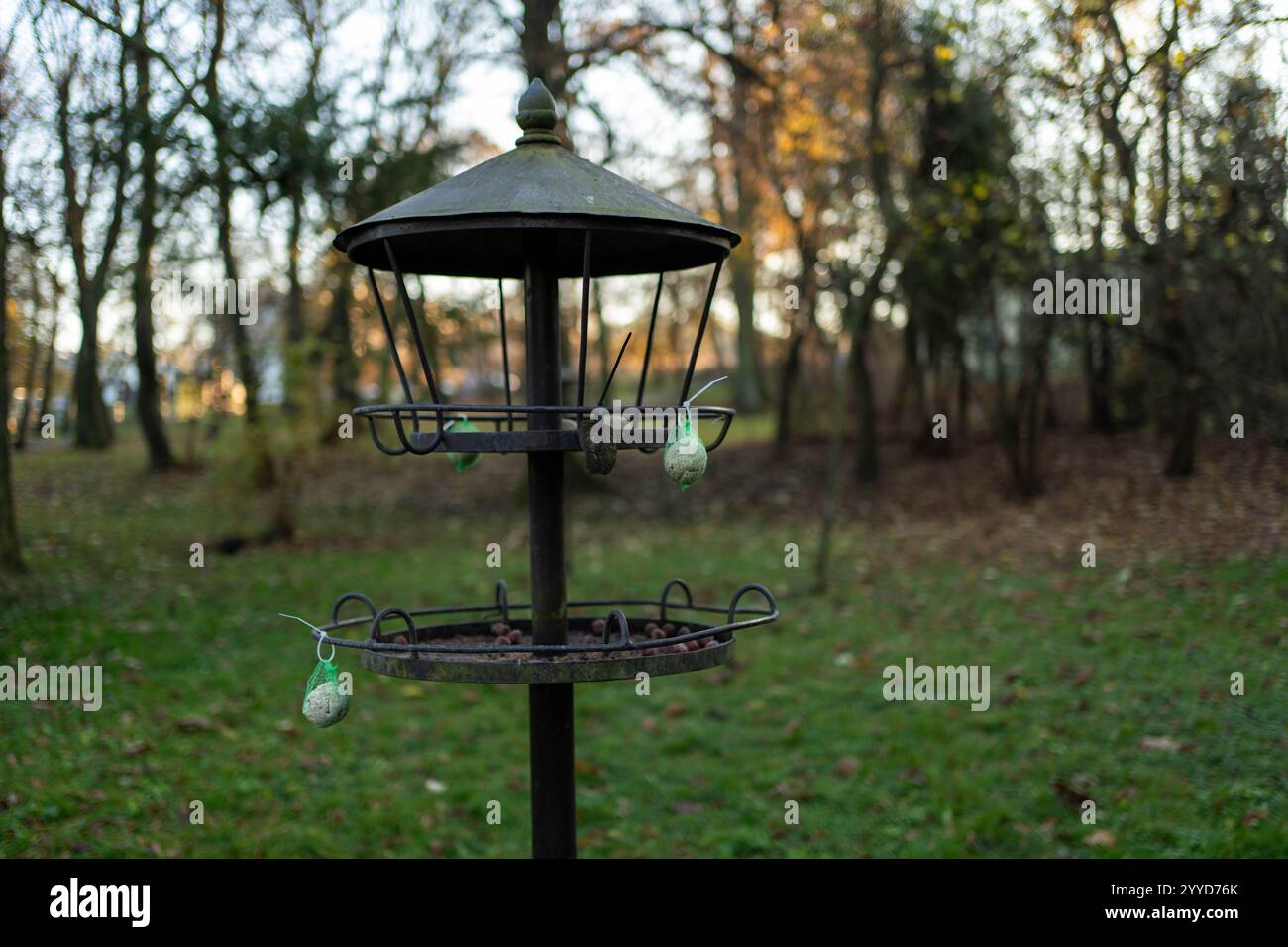 Feeding birds in winter and fall Stock Photo - Alamy