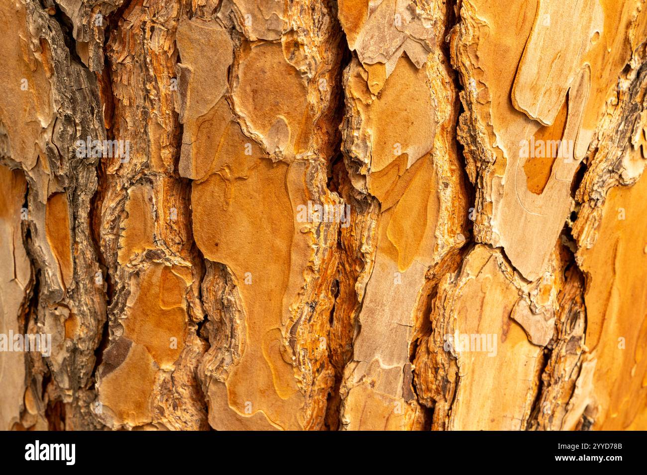 Maritime Pine, Pinus pinaster trunk symbol. Texture made of maritime ...