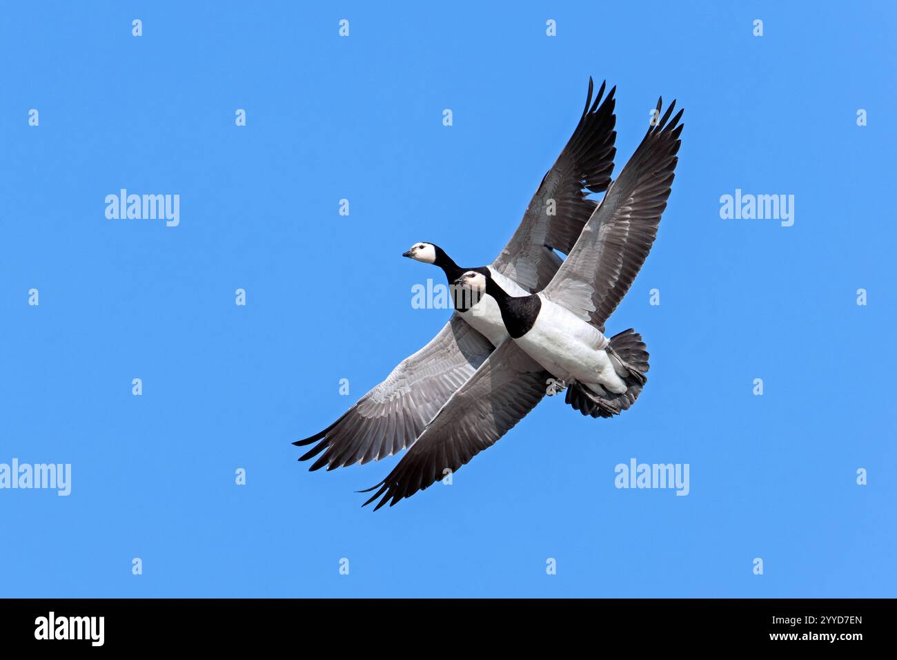 Two barnacle geese (Branta leucopsis) flying against blue sky Stock ...