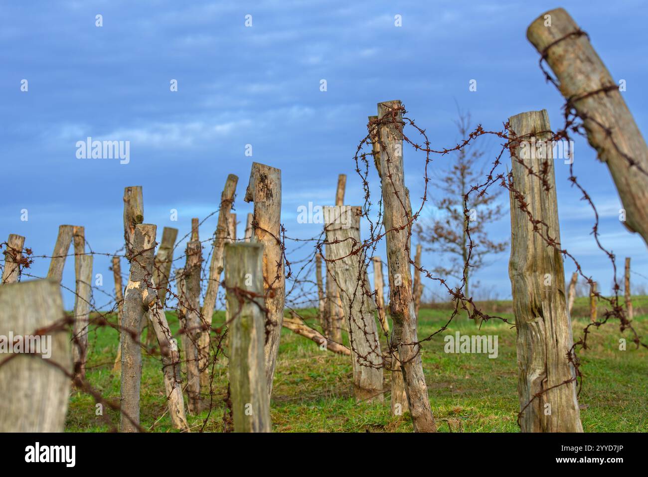 Ww1 battlefield barbed wire hi-res stock photography and images - Alamy