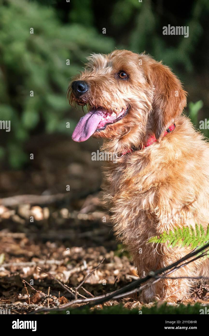 Summer wheaton hi-res stock photography and images - Alamy
