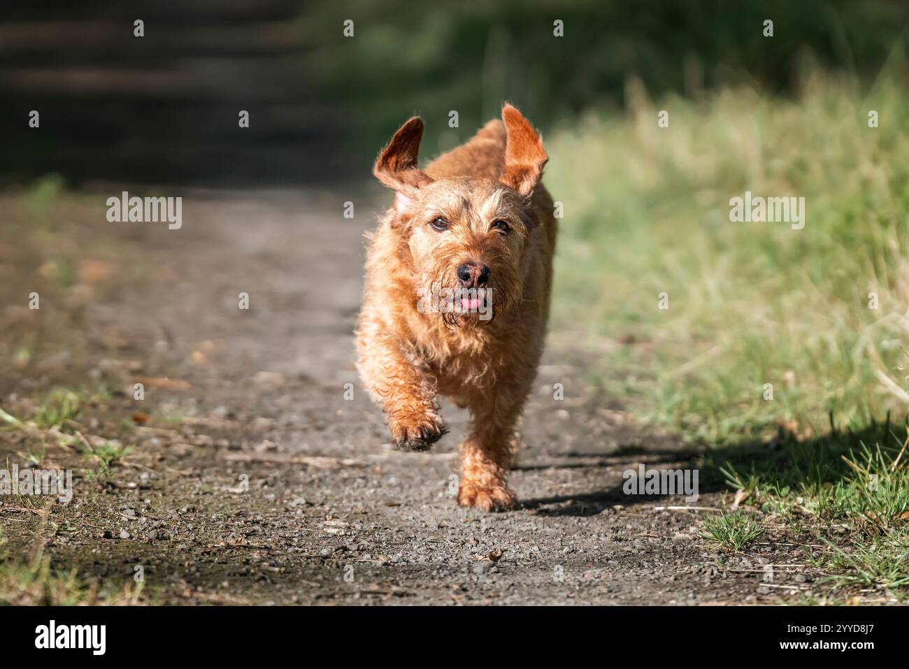 Summer wheaton hi-res stock photography and images - Alamy