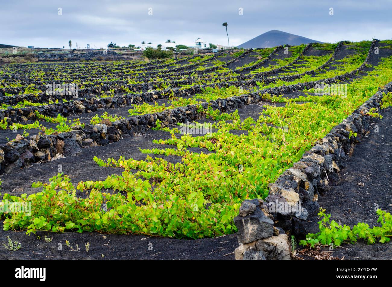 Volcanic island ecosystem hi-res stock photography and images - Alamy