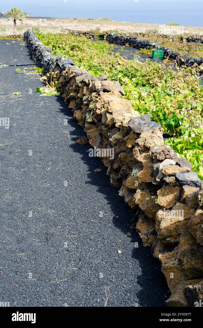 Viticulture haria hi-res stock photography and images - Alamy
