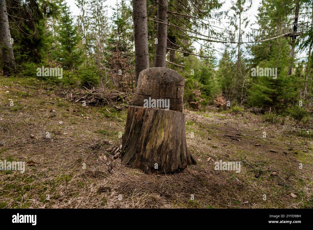 Ancient Tree Stump in a Lush Forest Clearing Stock Photo - Alamy