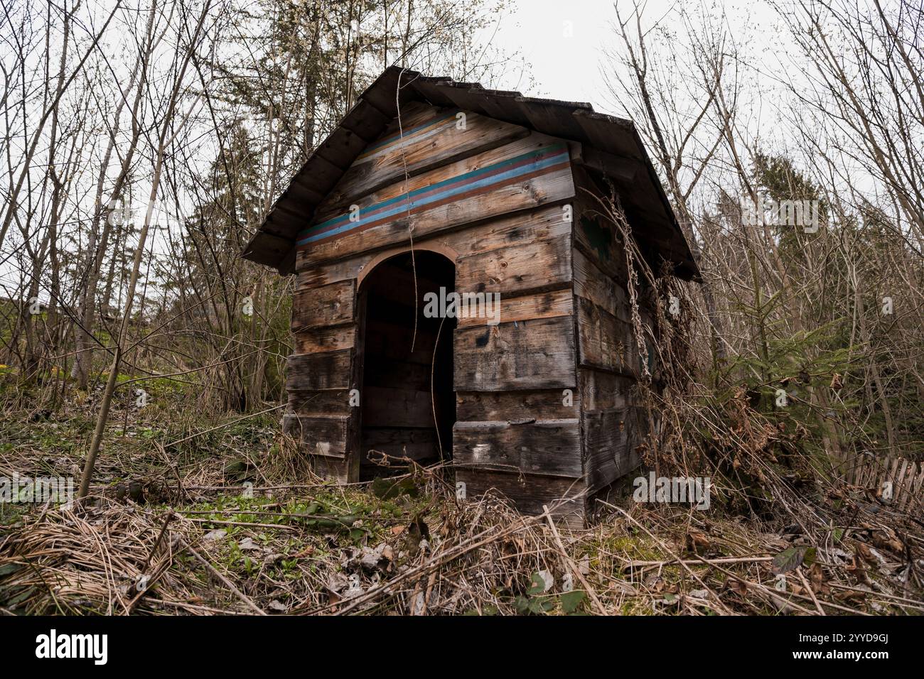 Rustic Abandoned Wooden Shack Surrounded by Overgrown Wilderness Stock ...