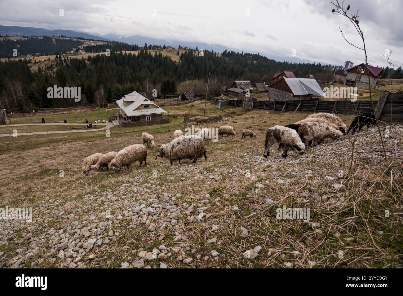 Serene Countryside Landscape with Grazing Sheep and Rustic Homes Stock ...