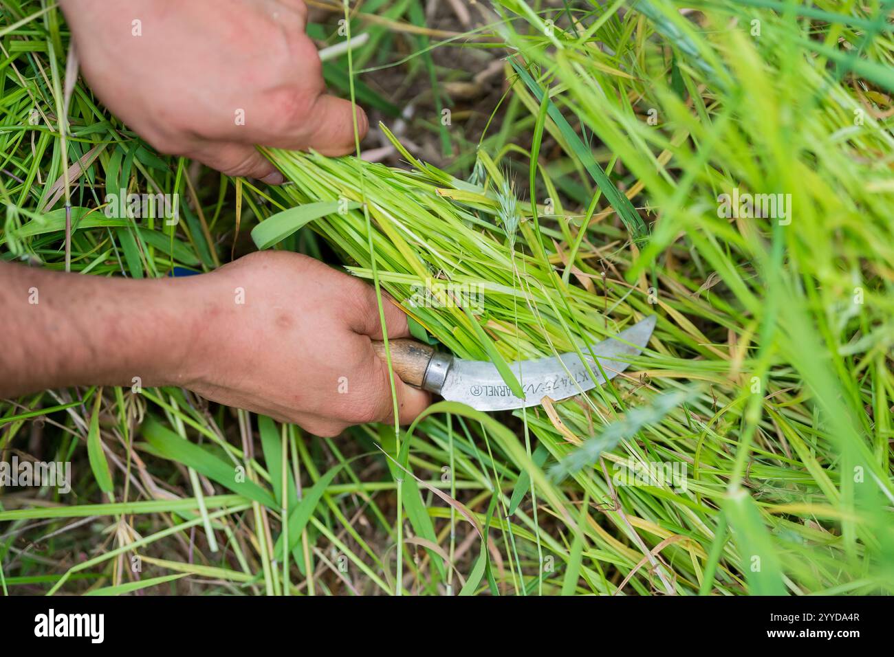 Two hands holding a cutting scythe prepare to cut throgh a handful of ...