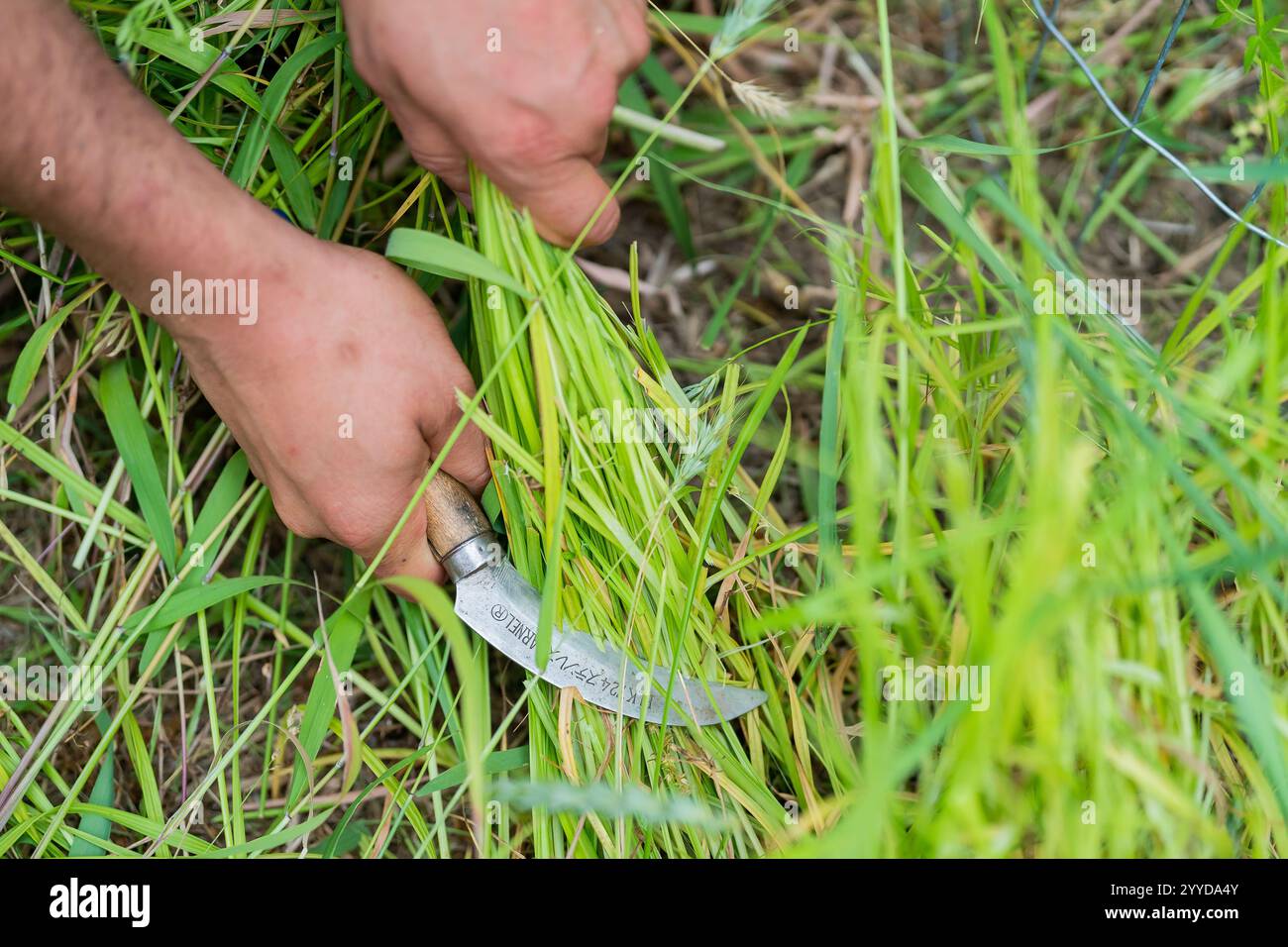 Two hands holding a cutting scythe prepare to cut throgh a handful of ...