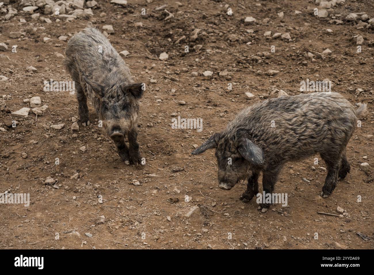 Two Wild Boars foraging in a Rustic Muddy Environment Stock Photo - Alamy