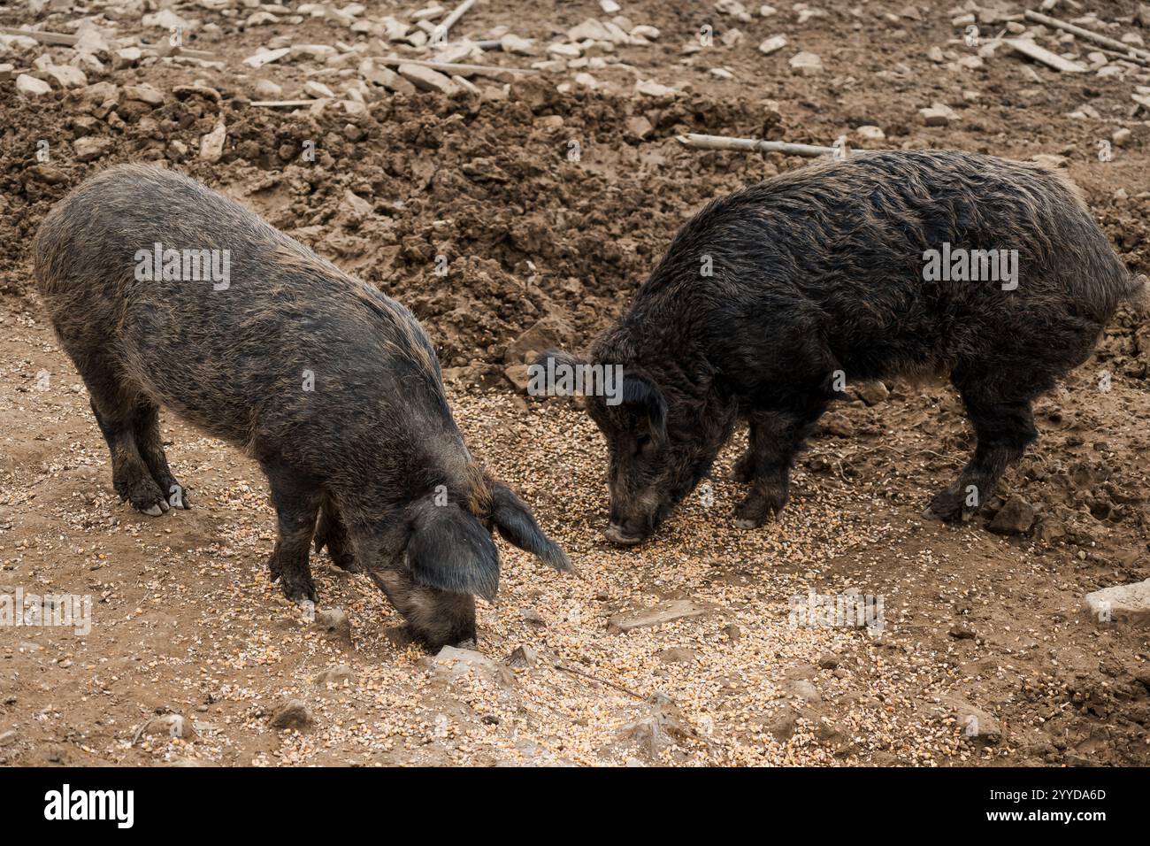 Two Pigs Foraging for Food in a Farmyard Setting Stock Photo - Alamy