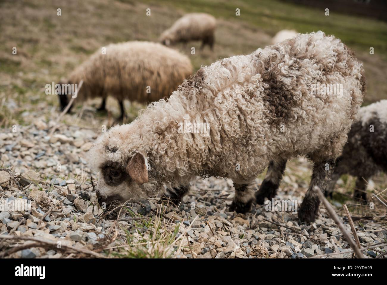 Grazing Sheep on Rocky Terrain in a Pastoral Landscape Stock Photo - Alamy