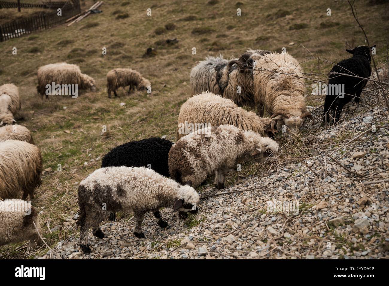 Sheep grazing habits hi-res stock photography and images - Alamy