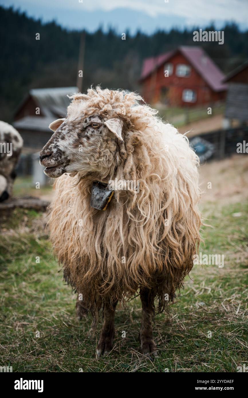 Majestic horned sheep grazing hi-res stock photography and images - Alamy