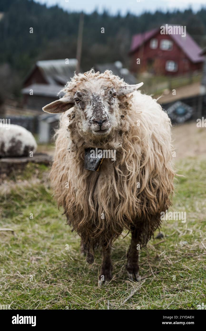 A Fluffy Sheep Grazing in a Rustic Farm Setting Stock Photo - Alamy