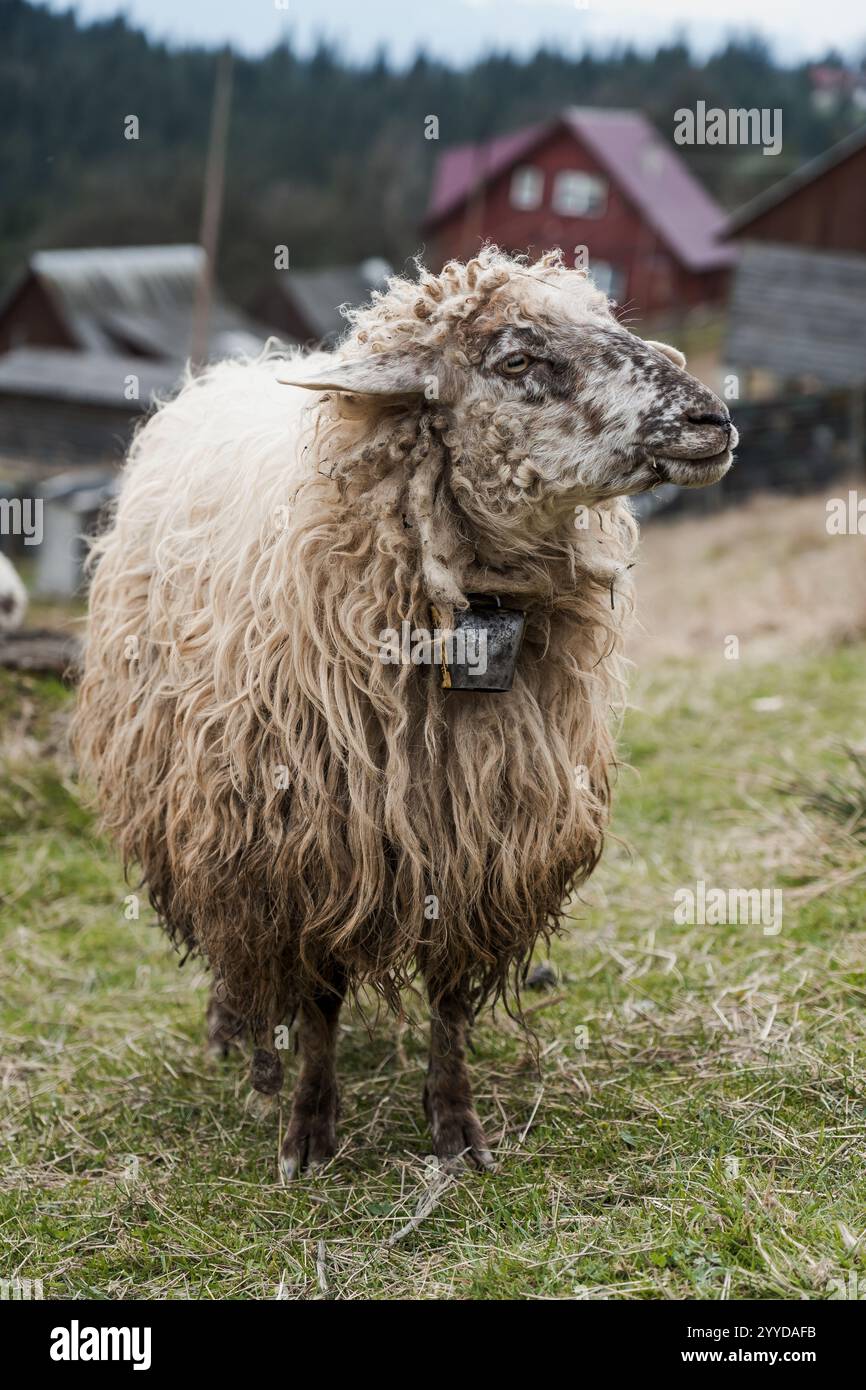Thick wool hi-res stock photography and images - Alamy