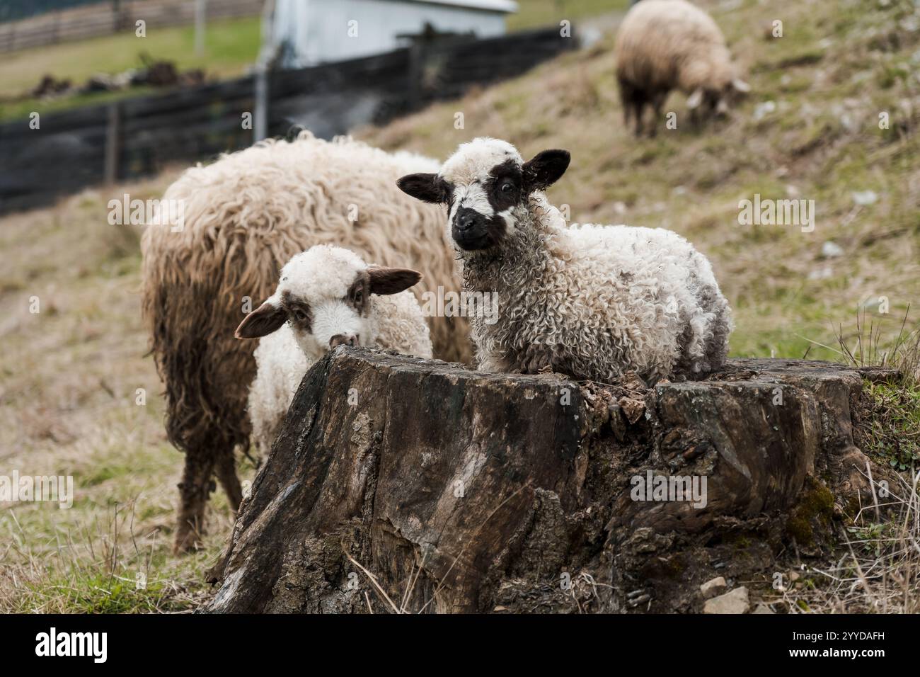 Playful lamb photography hi-res stock photography and images - Alamy