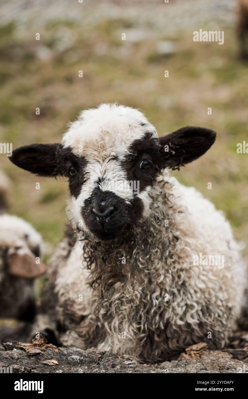 Adorable Close-Up of a Fluffy Sheep with Distinctive Face Pattern Stock ...