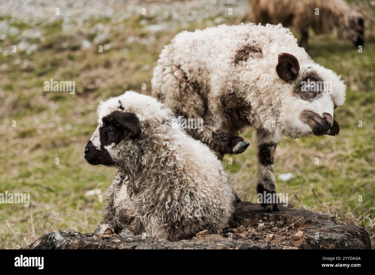 Playful Lambs Frolicking in a Verdant Pasture Stock Photo - Alamy