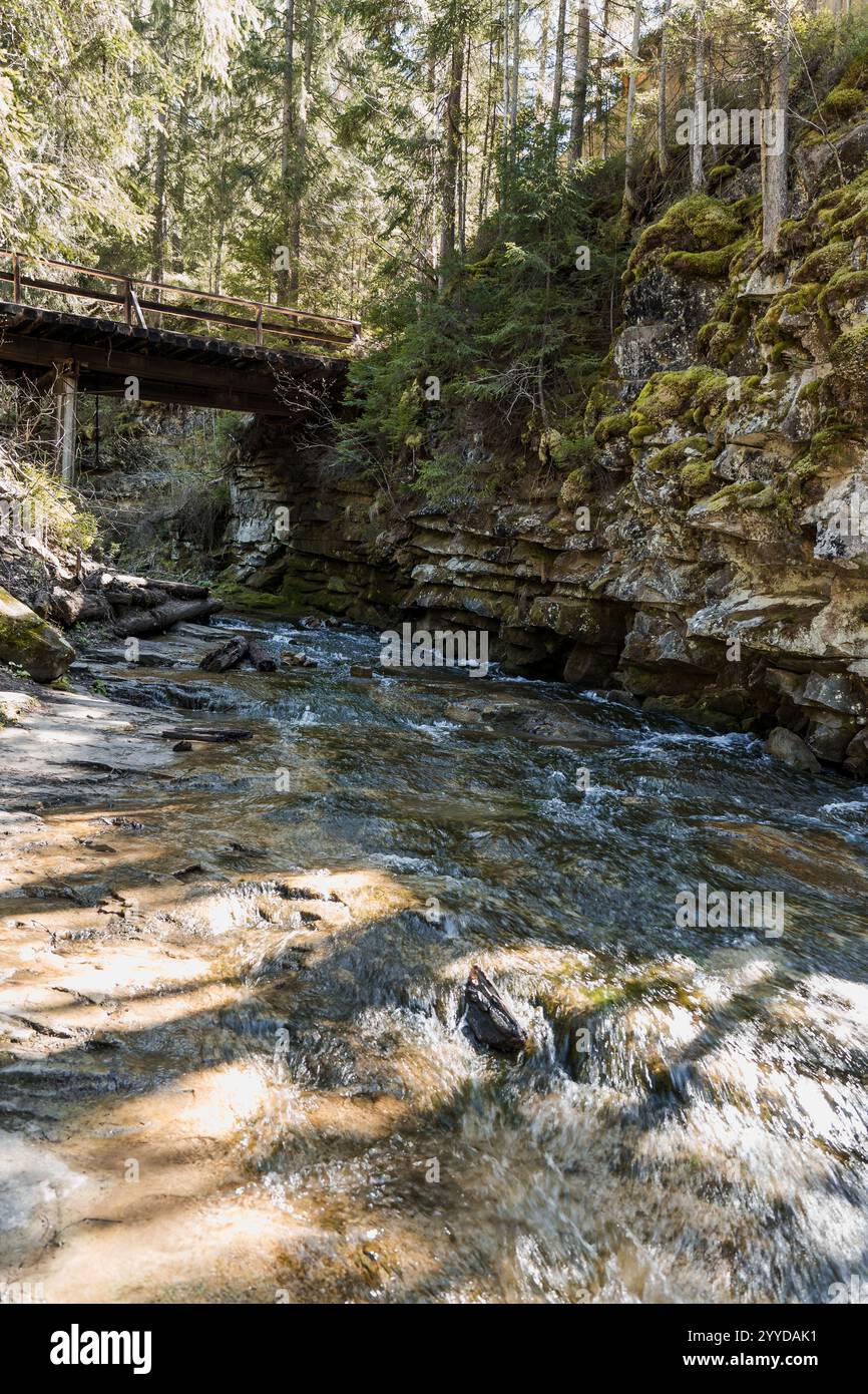 Tranquil forest stream surrounded lush hi-res stock photography and ...