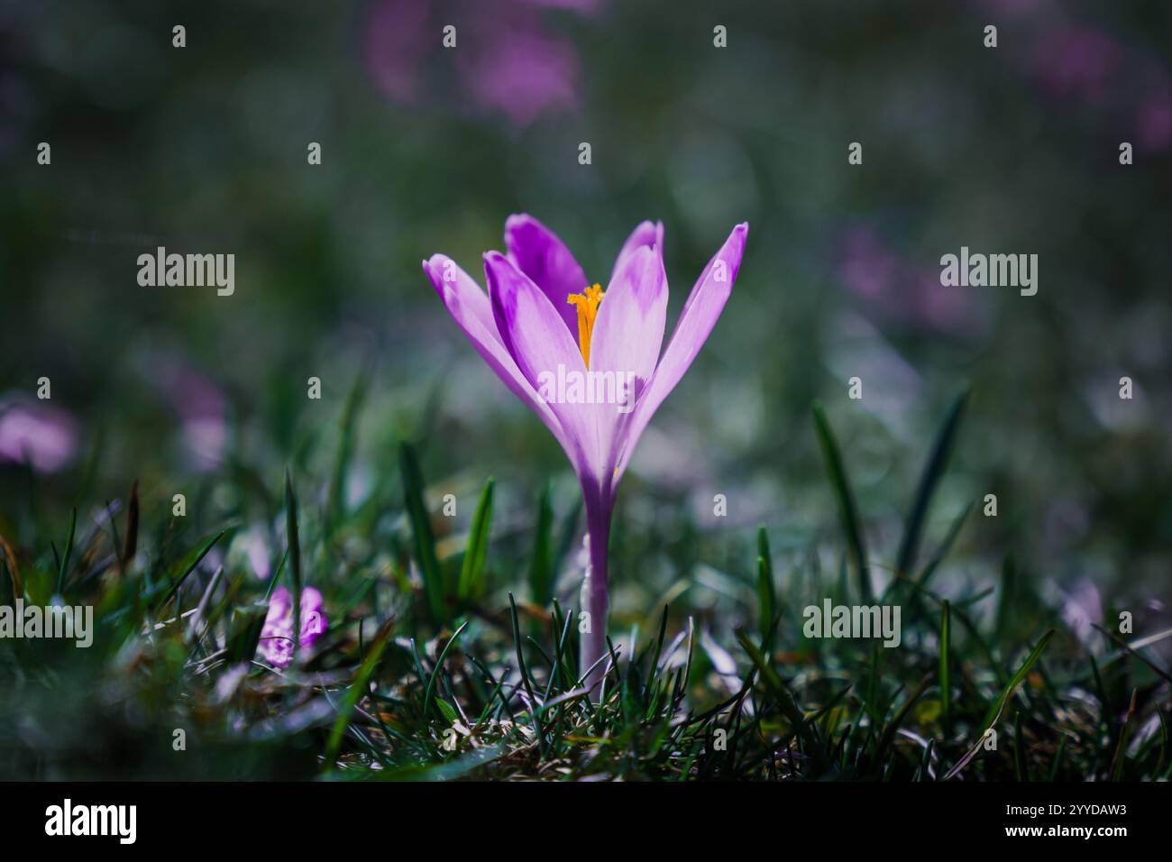 Majestic Crocus Blooming in Lush Green Grass Under Soft Light Stock ...