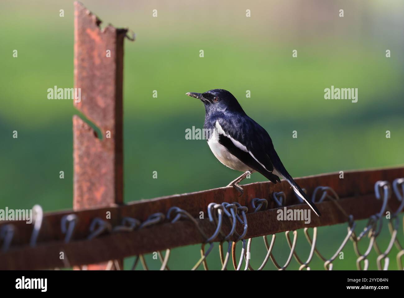 Oriental magpie robin male.The Oriental magpie-robin is a small ...