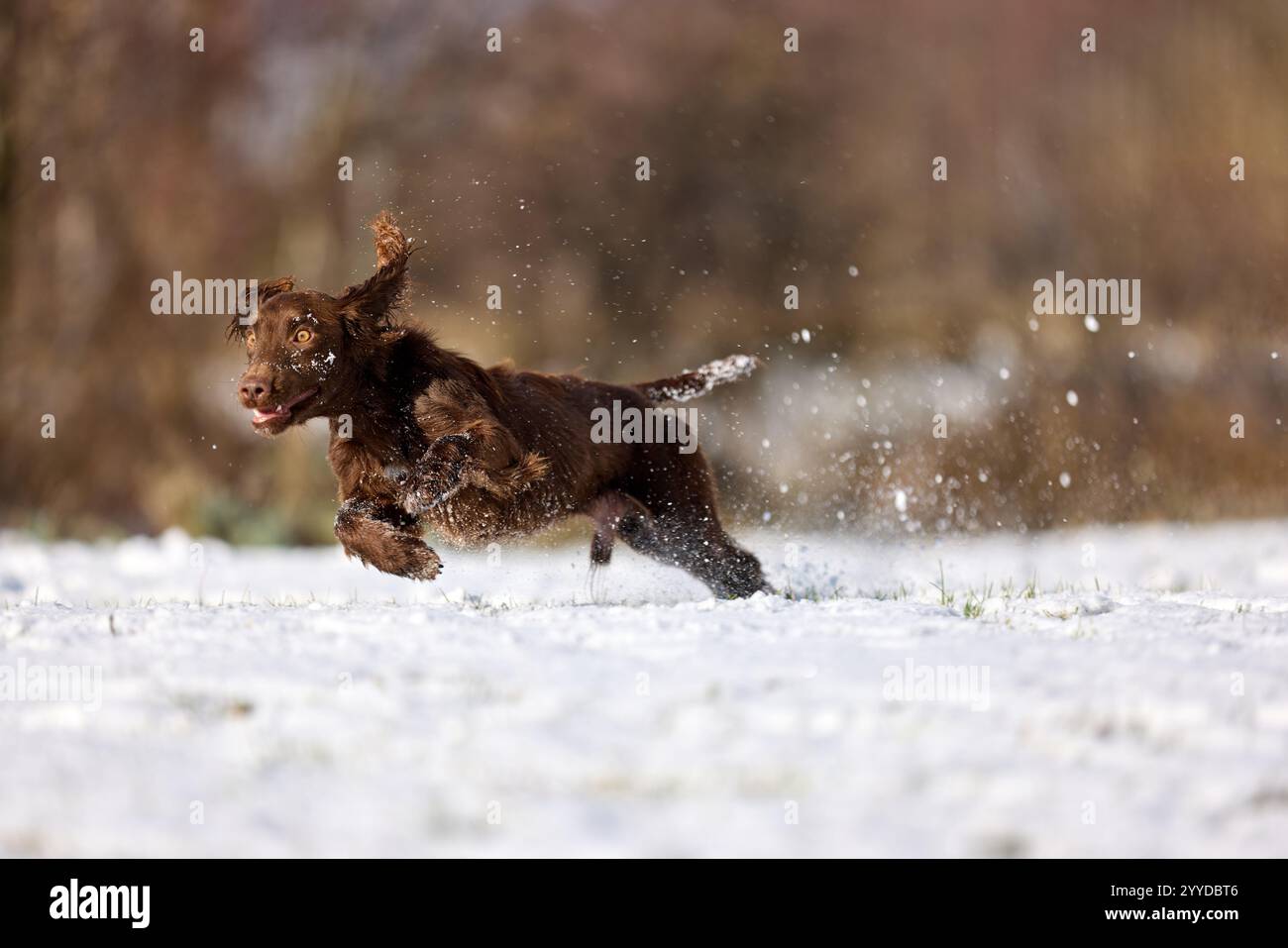 Capture the exuberance of a brown dog dashing through a snowy field ...