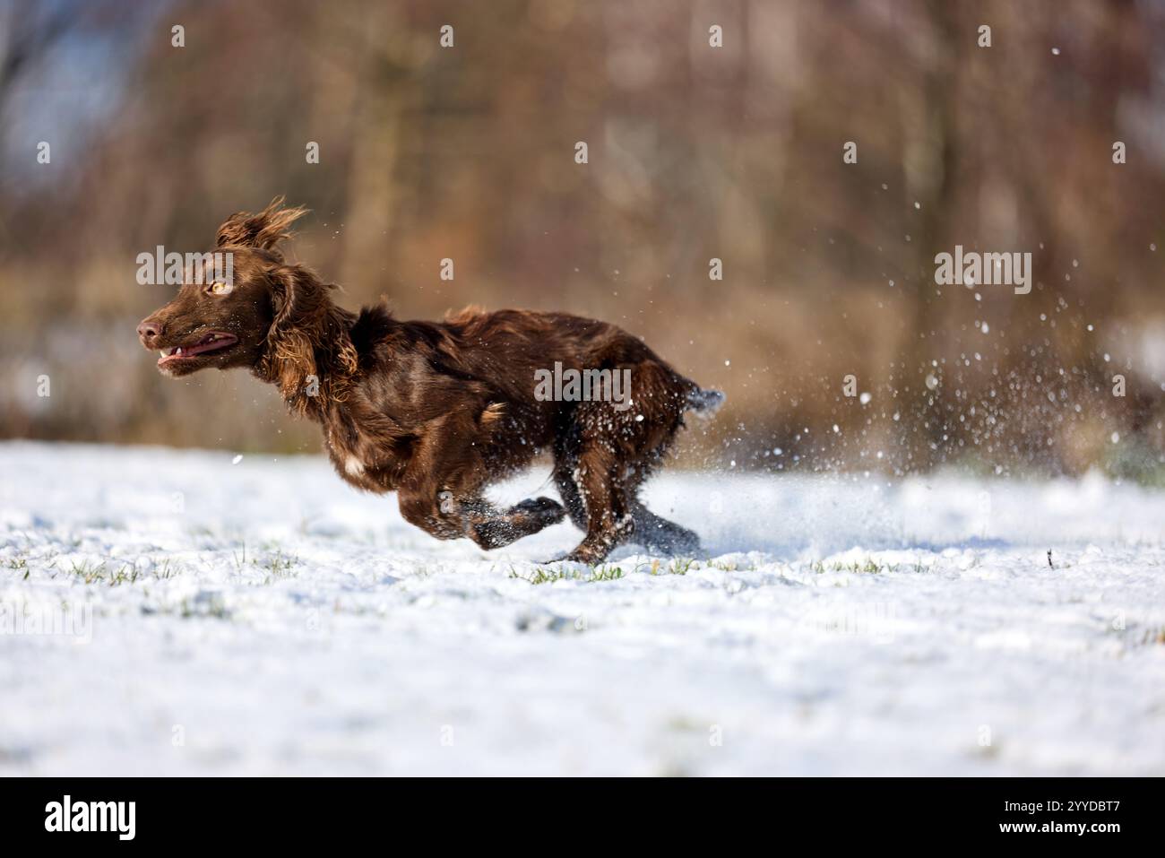 Capture the exuberance of a brown dog dashing through a snowy field ...