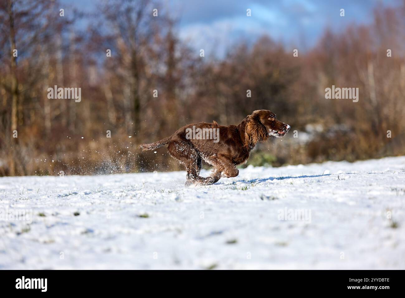 Capture the exuberance of a brown dog dashing through a snowy field ...