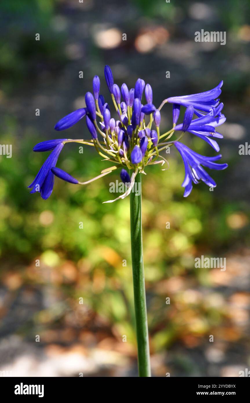 Agapanthus leaf hi-res stock photography and images - Alamy