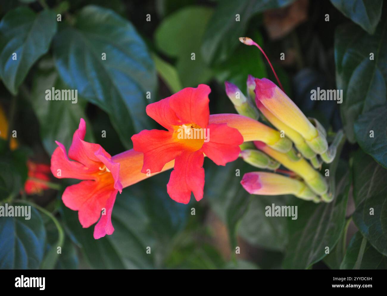Bignonia buccinatoria hi-res stock photography and images - Alamy