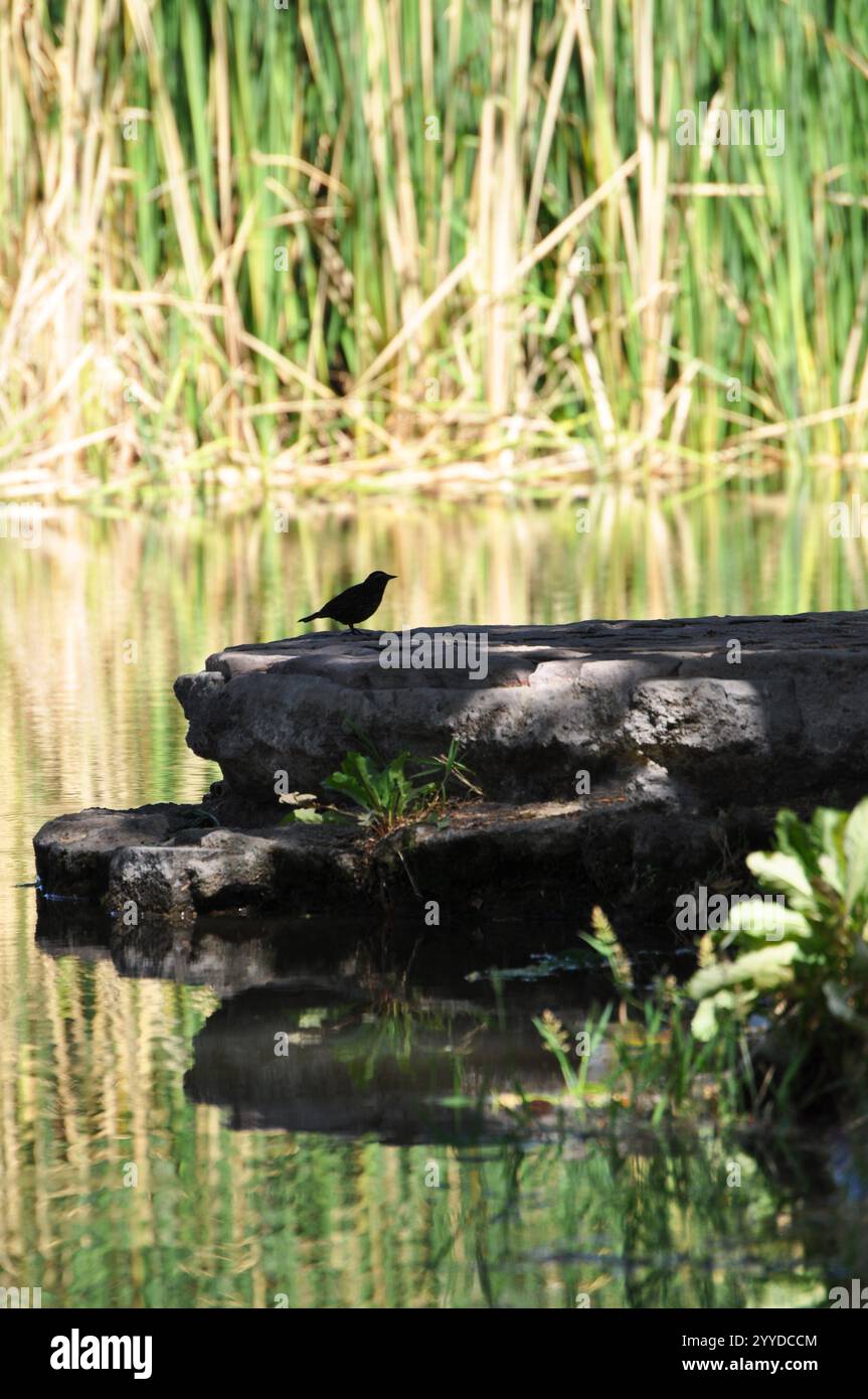 Perched in shade hi-res stock photography and images - Alamy