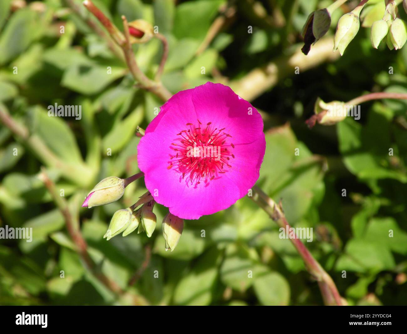 Cistanthe grandiflora, also known as doquilla, is a species of plants ...