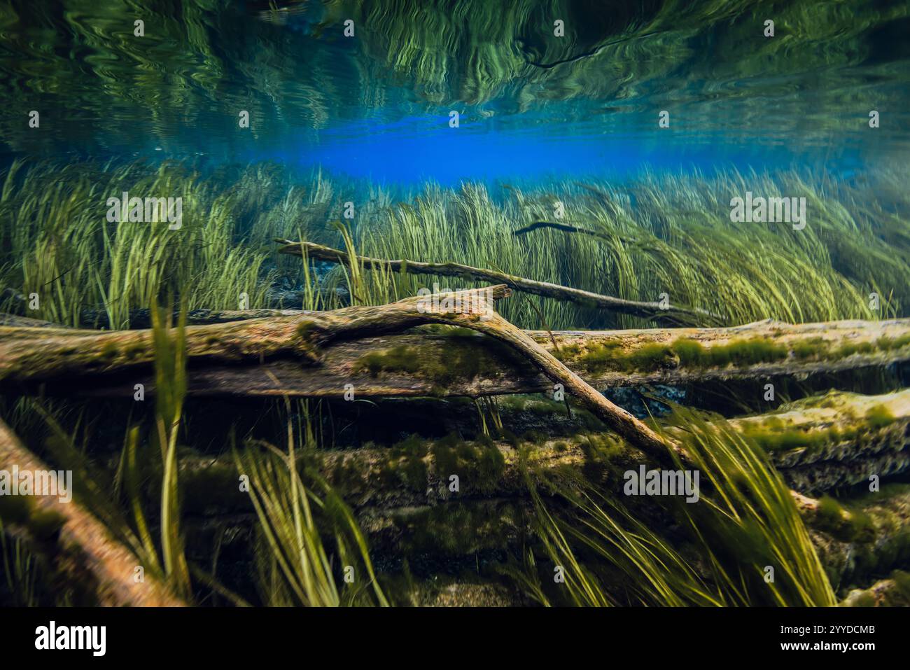 Sunken logs with algae underwater in blue fresh water lake Stock Photo ...