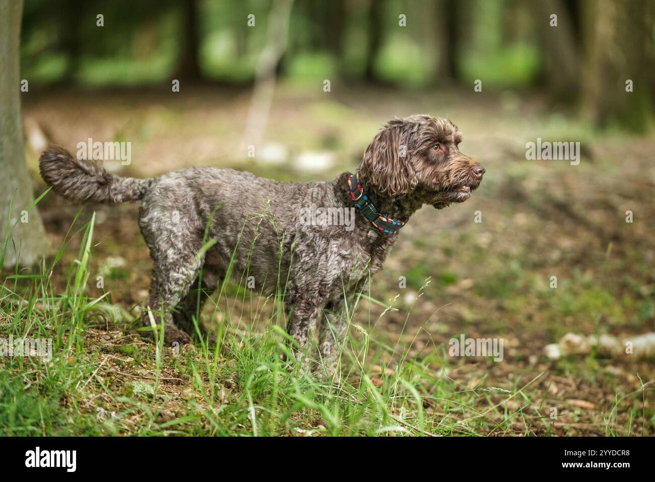 Brown Cockapoo dog in the Windsor forest in Berkshire Stock Photo - Alamy