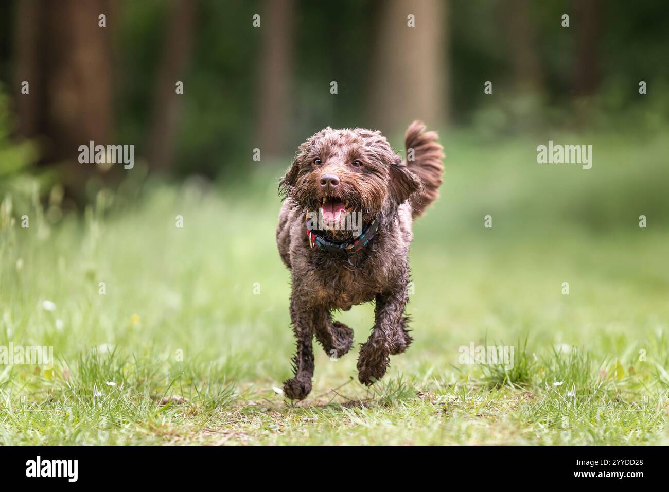 Brown Cockapoo dog in the Windsor forest in Berkshire Stock Photo - Alamy