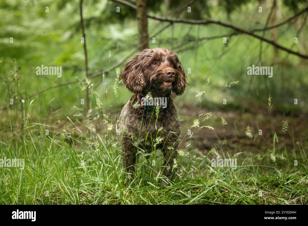 Brown Cockapoo dog in the Windsor forest in Berkshire Stock Photo - Alamy