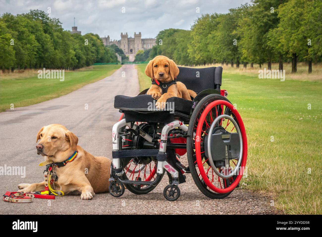 labrador puppy dog in a wheelchair on the Long Walk in Windsor with ...