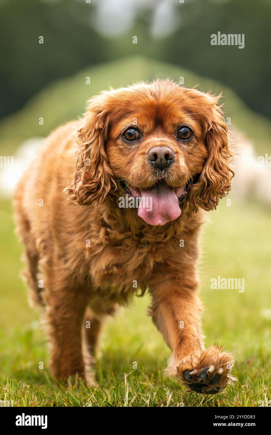 King Charles Cavalier dog on Ascot Racecourse Stock Photo - Alamy