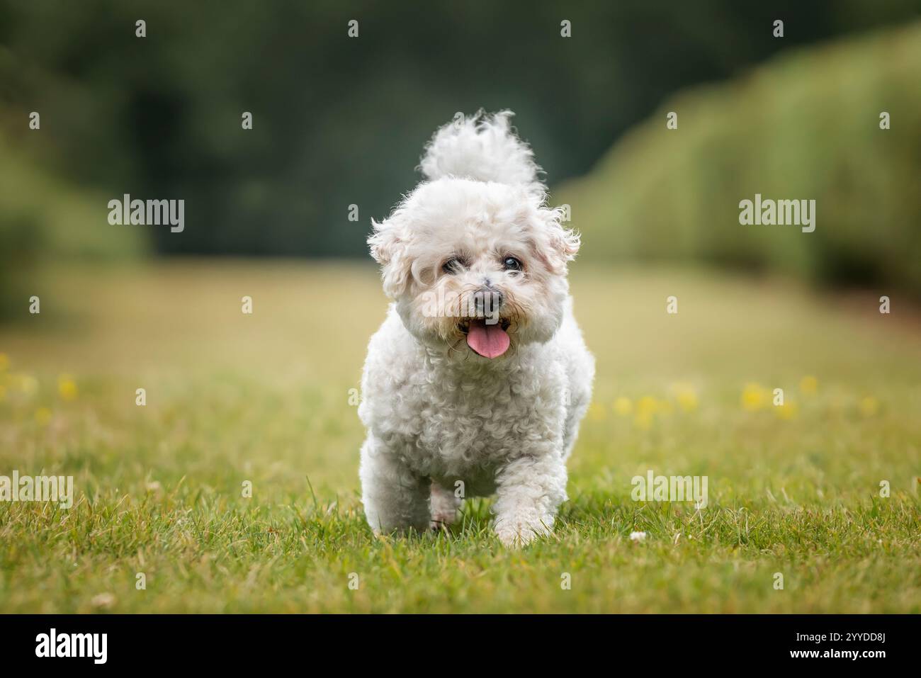 Bichon Frise dog at Ascot Racecourse in Berkshire Stock Photo - Alamy
